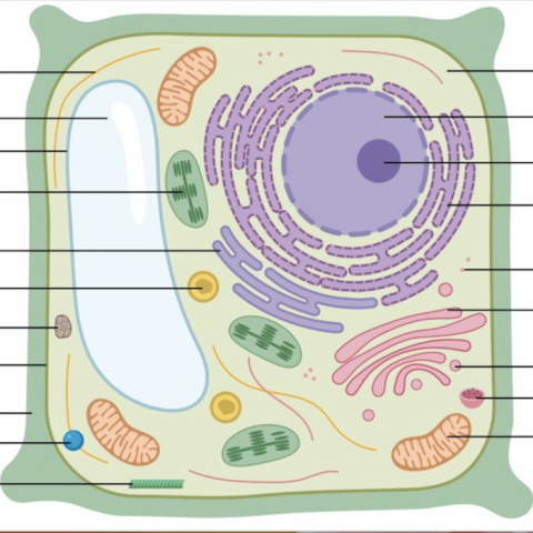 Activity 2B: Plant Cell Diagram | Learnful